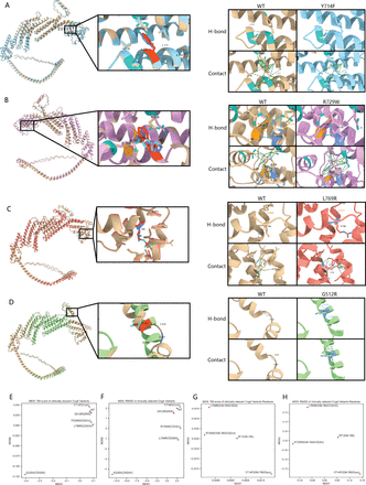 Deep learning–based assessment of missense variants in the COG4 gene ...