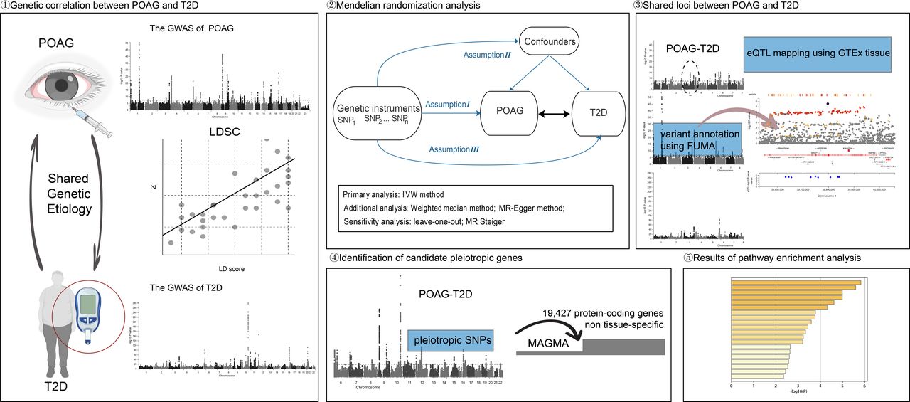 New insights into genetic comorbidity mechanisms: type 2 diabetes and ...